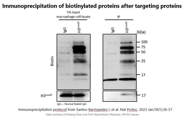 Protein A Turbo Proximity Biotinylation Enzyme Pat001 100ug